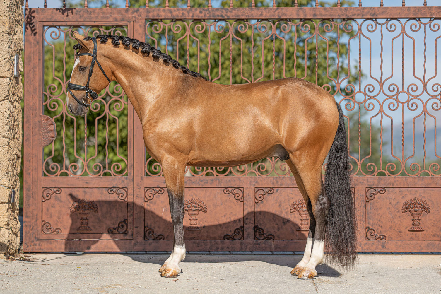 FEI Dressage Horses For Sale | FEI Competition Ready Horses